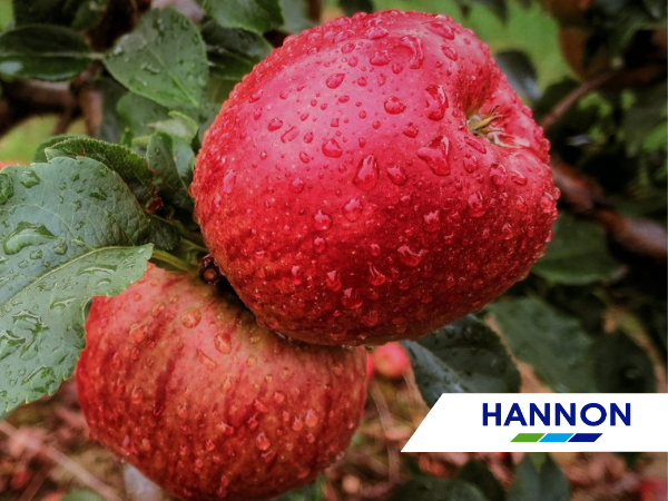 The Apple Harvest Begins: Transporting Top Fruit from France to Ireland ...