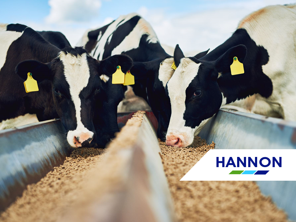 Europe Loves Irish Dairy — And Reliable Logistics Drives Its Success ...